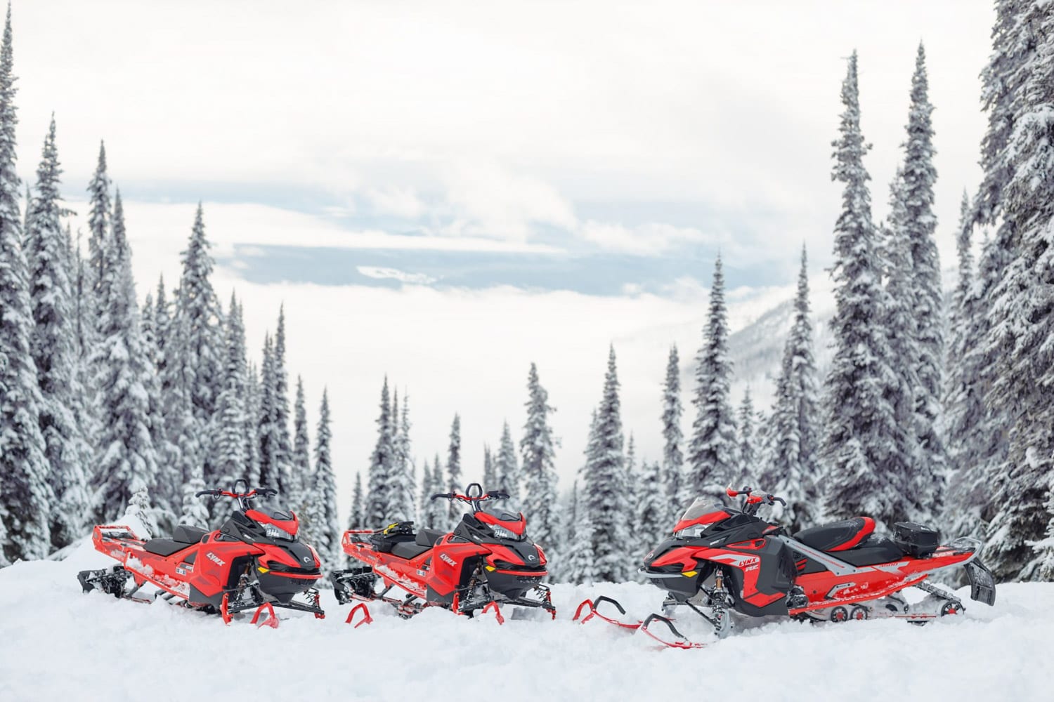 Lynx in Quebec! - 4Ridersmag